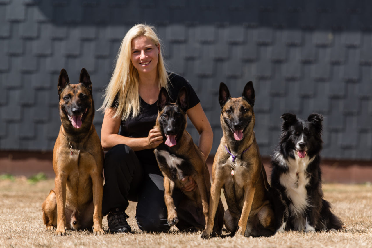 Scent Detection für Hunde - Scent Detection Ausbildung für Hundetrainer